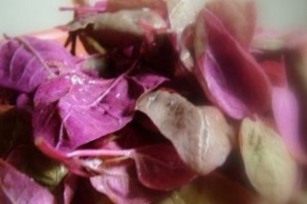 Salata de loboda cruda | Salate de legume | Culinar.RO