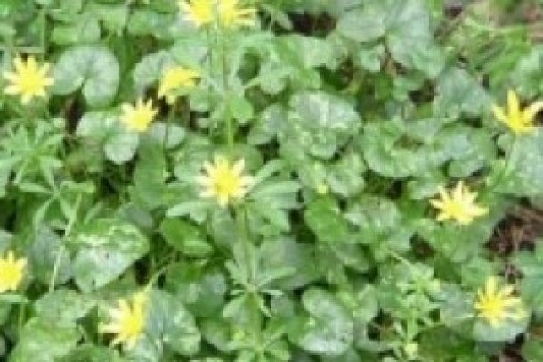 Salata cu untisor | Salate de legume | Culinar.RO